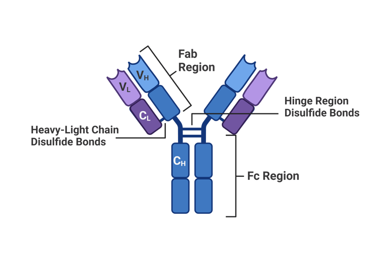 Antibodies 101: Fab Fragments
